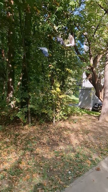 кот гоняет голубей