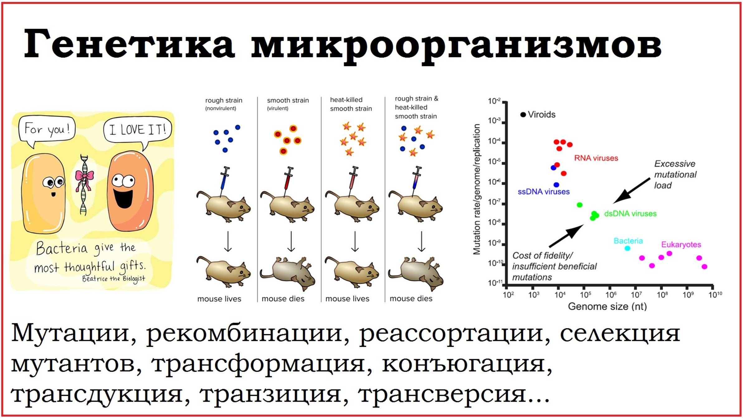 Генетика и изменчивость микроорганизмов