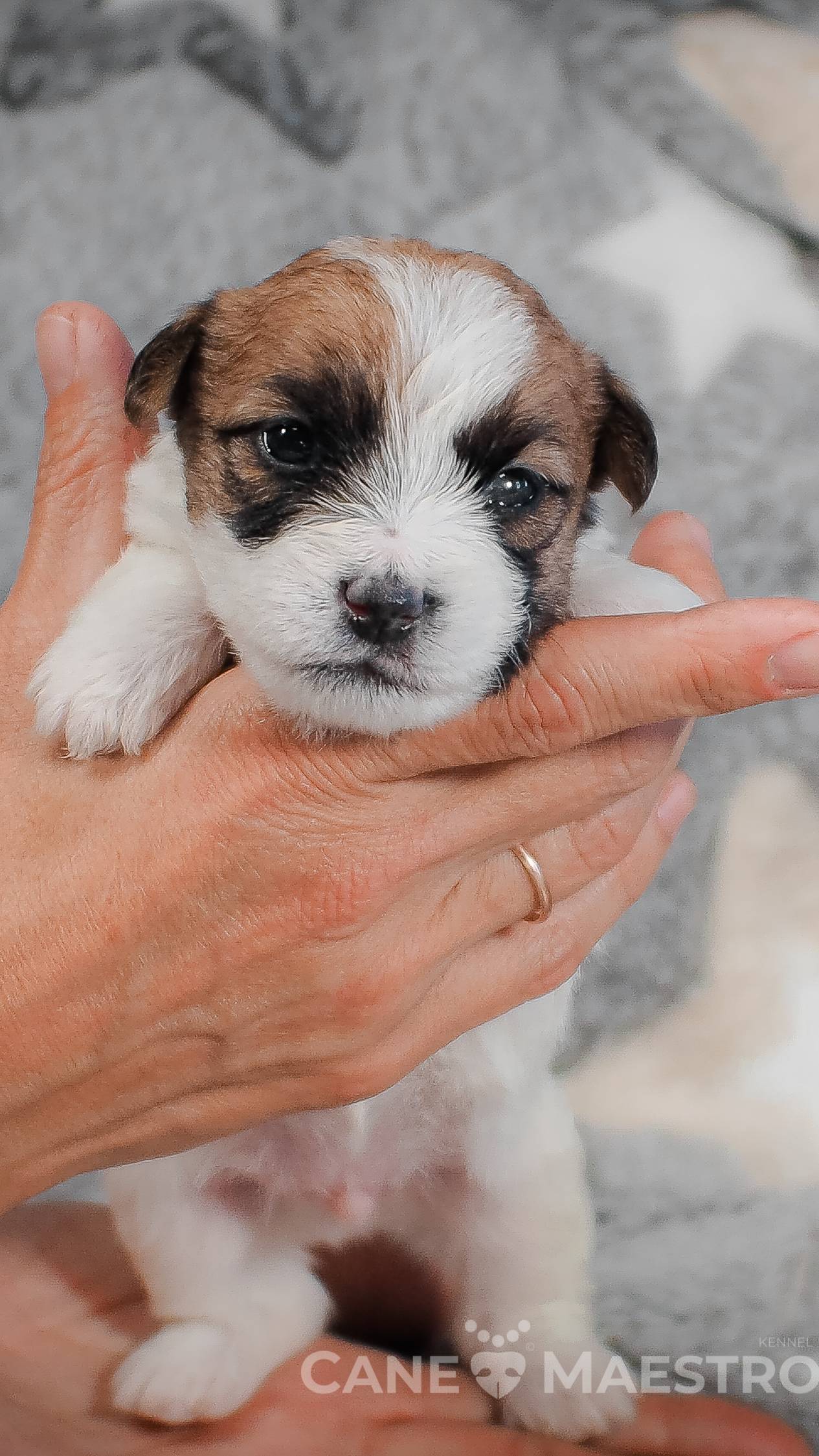 М1_БР_джек_рассел