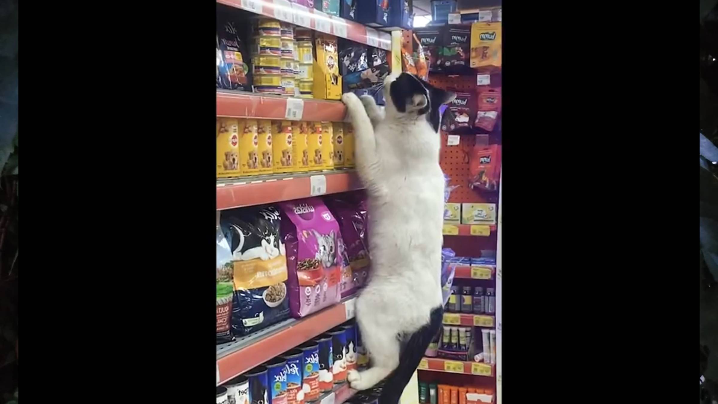 🤪 4Самые безумные встречи с дикими животными всех времен 🤪