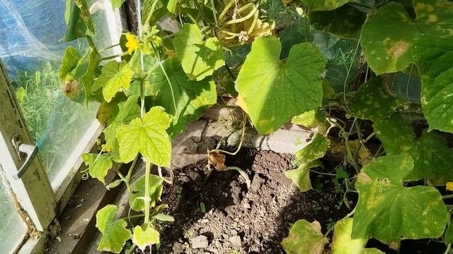 Уныло смотрят огурцы на осень, Ленинградская область