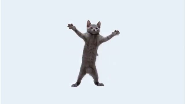 Котик танцует