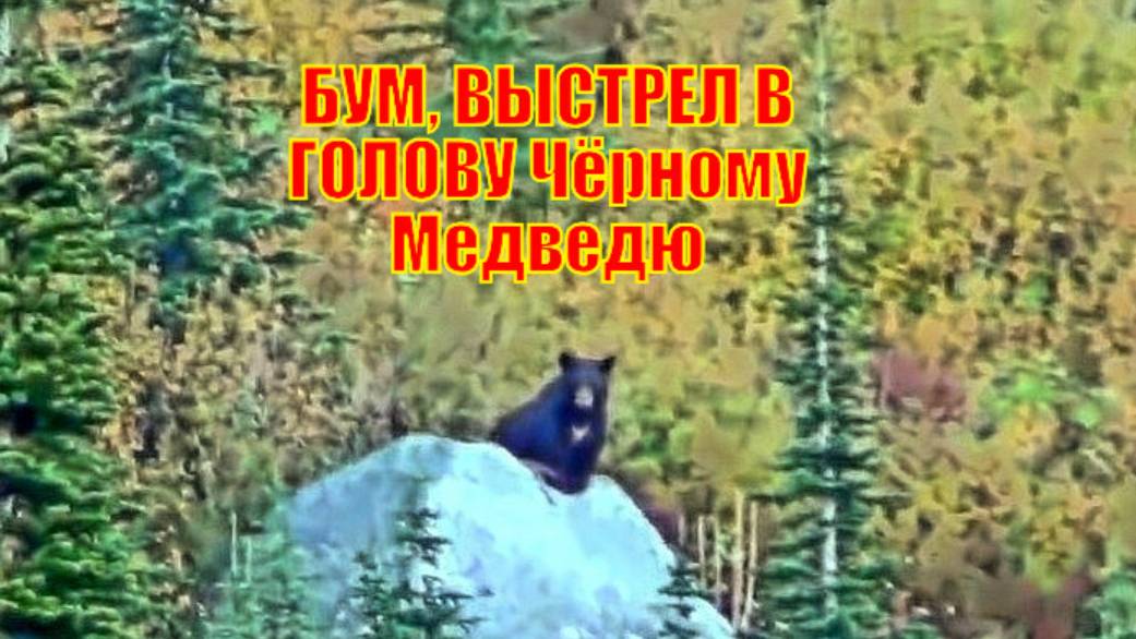БУМ, ВЫСТРЕЛ В ГОЛОВУ Чёрному Медведю