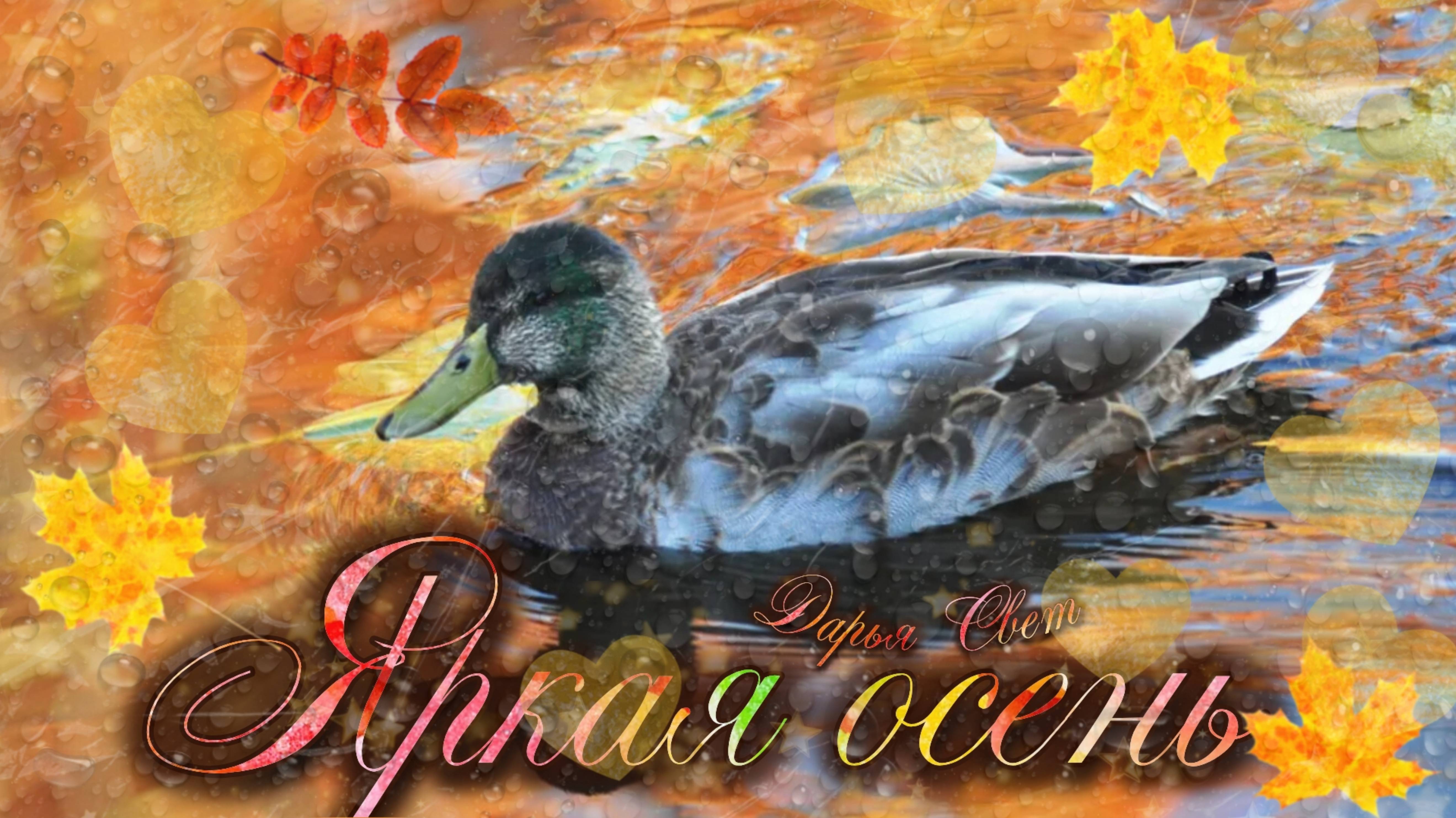 Утиная банда. Уточки. Сентябрь 2025