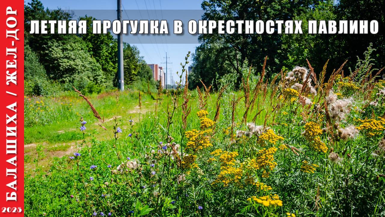 2025 г. Балашиха. Летняя прогулка в окрестностях Павлино.