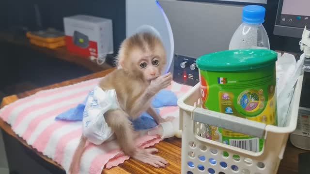 Обезьянка малюпуська Обживается Сосет палец Не хочет молоко МАЛЫШКА