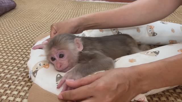 Обезьянка ЛЮБИТ МАССАЖ  Засыпает от удовольствия