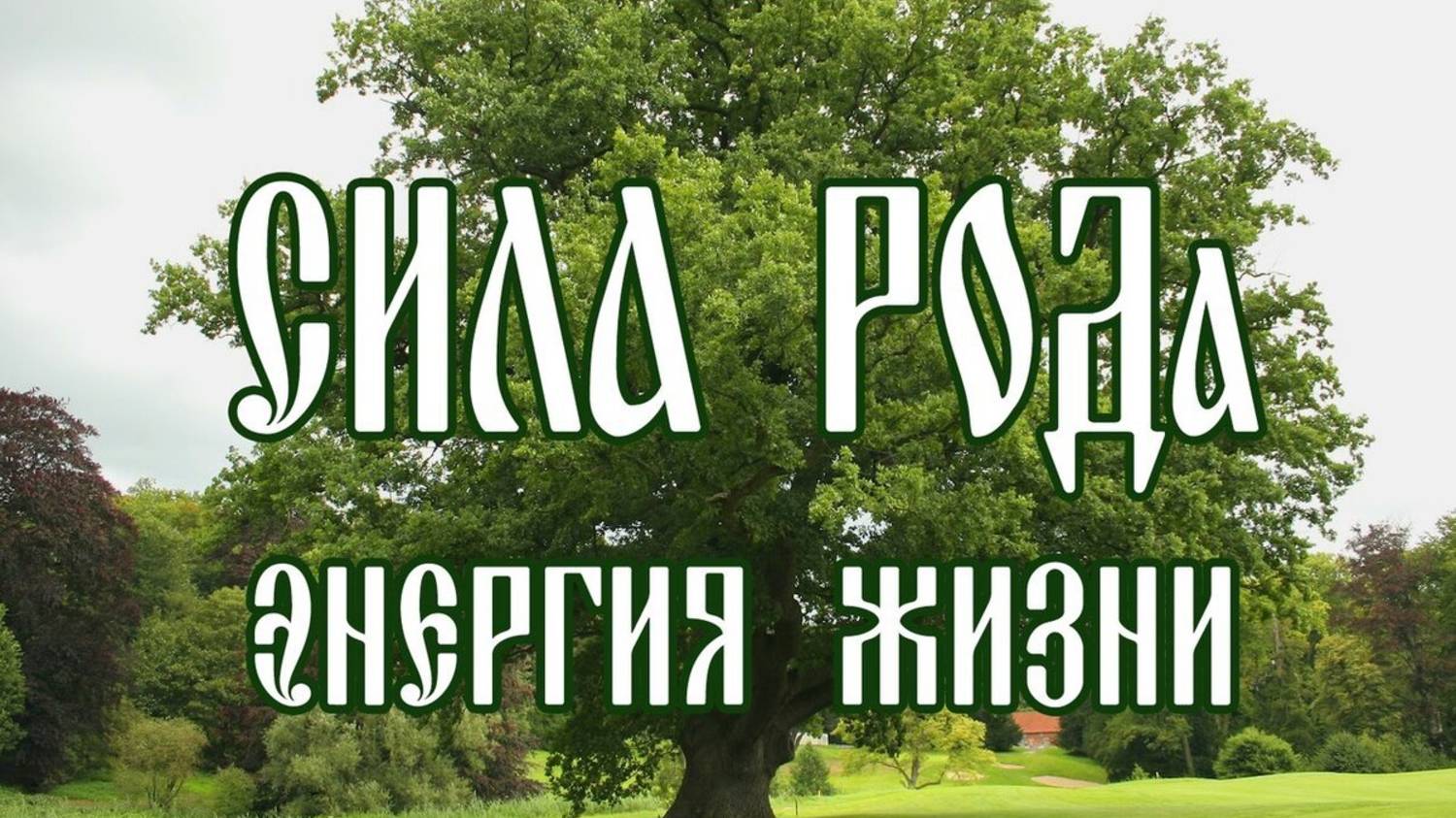 Сила Рода, Древо Рода, чистка, отжиг!