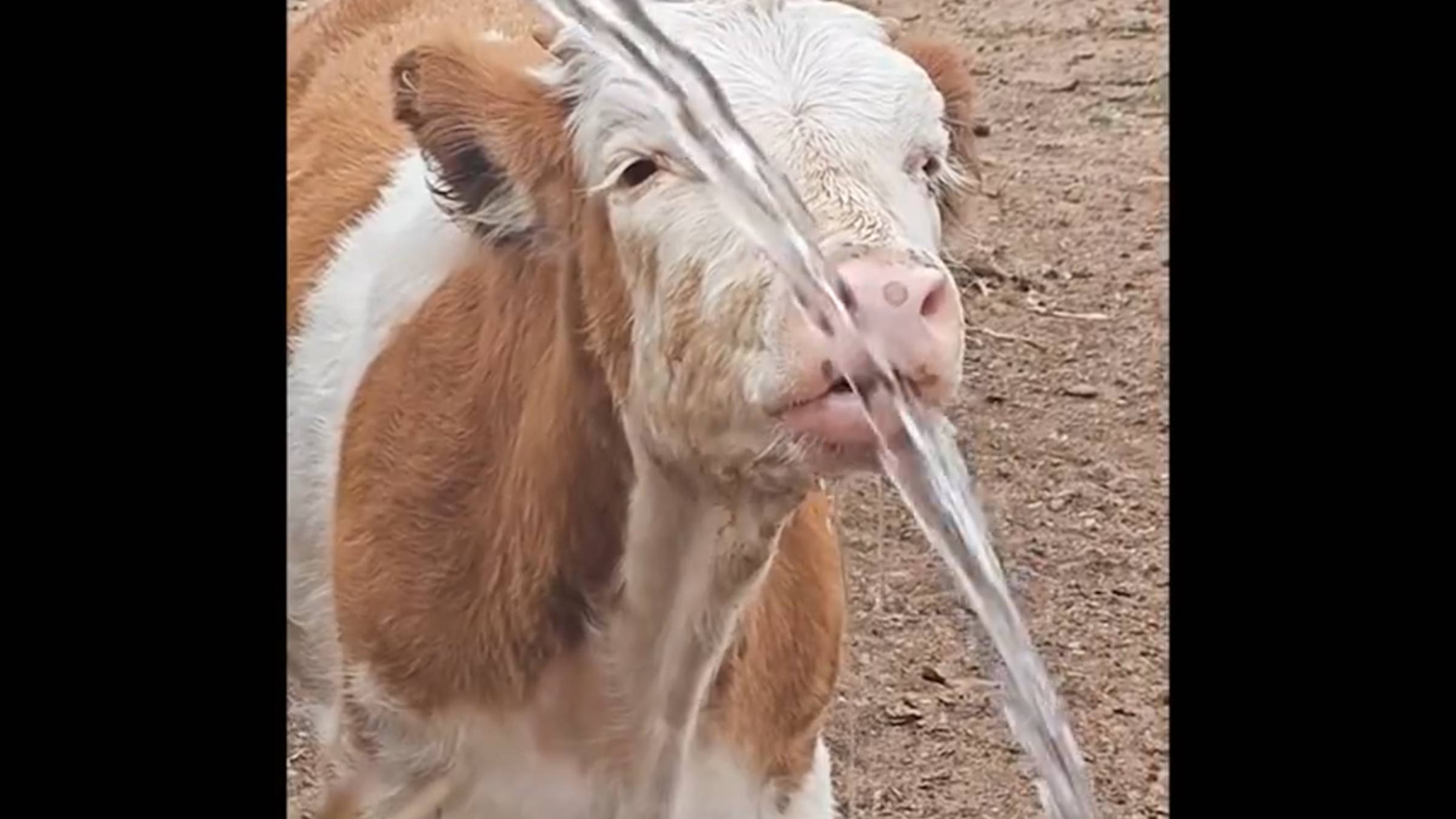 🤪 3Самые безумные встречи с дикими животными всех времен 🤪