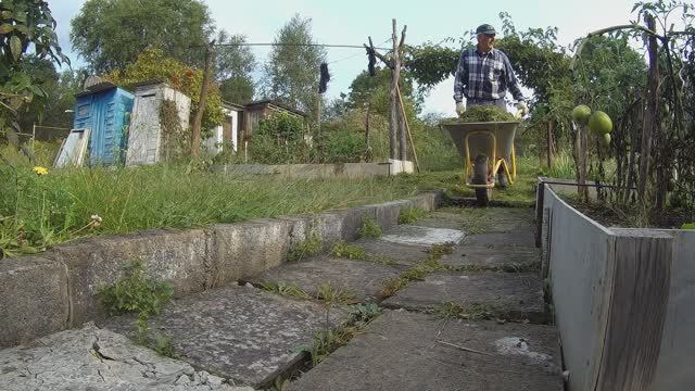 6 соток 11-12  сентября 2025 г. Заросли травы на участке.