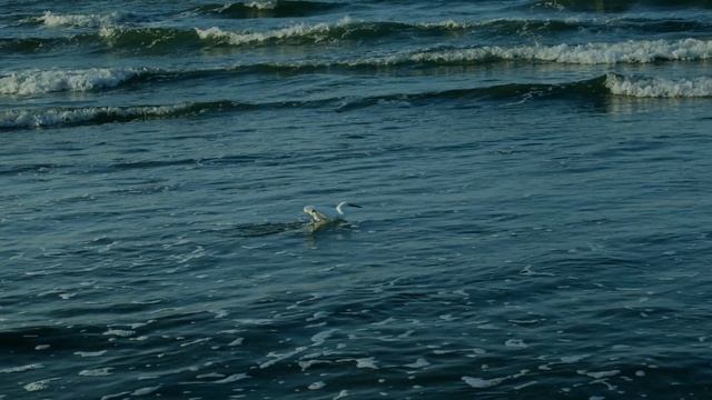 19. Cold Waves, Silent Memories _ Visual Short