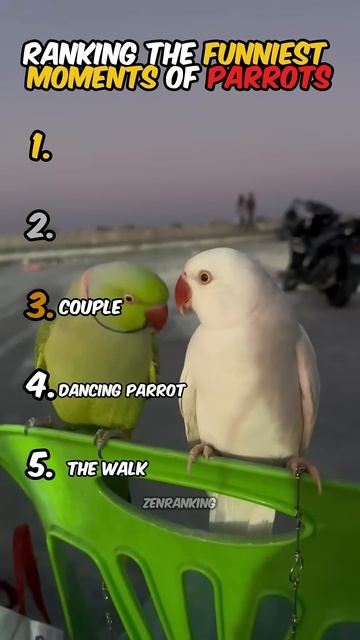 Ranking The Funniest Parrot Moments 🦜😂 #попугай #попугаи #parrot #parrots #корелла #bird #птицы
