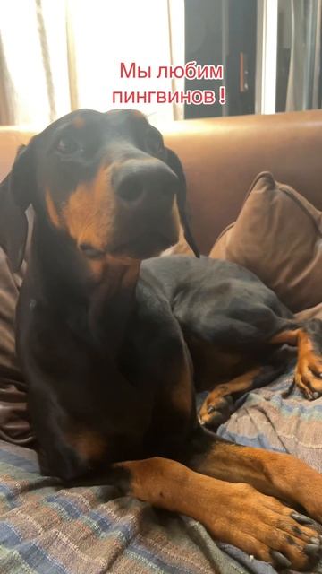 с @Krotilloo Пингвины под водой и Собака #пингвины #собака #животные #животныймир