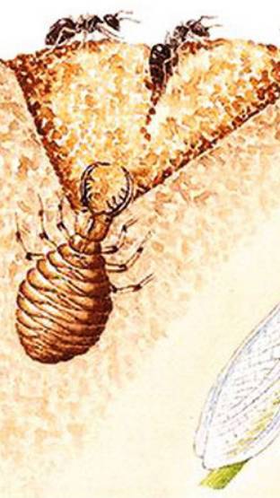 Ant Lion