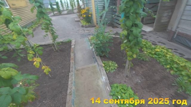 7 соток. Готовлю дачу к зимнему сезону. Хроника 14 сентября 2025 год