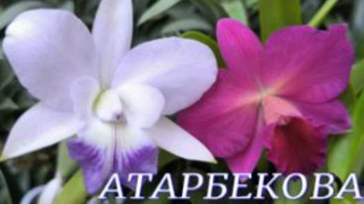 №1121/ БОЛЬШАЯ поставка ОРХИДЕЙ в с/ц на АТАРБЕКОВА