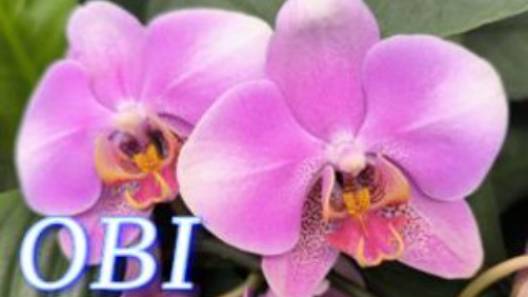 №1119/ МОРЕ красивых ОРХИДЕЙ в OBI