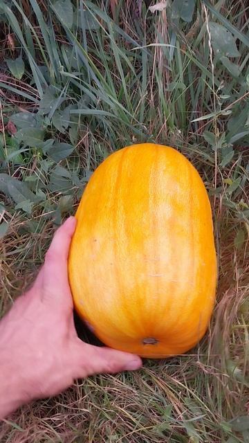 Очень колоритная тыква!