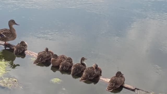 РОДНЯ СУПРУГА ПРИЕХАЛА В ГОСТИ - рассказ с ноткой юмора