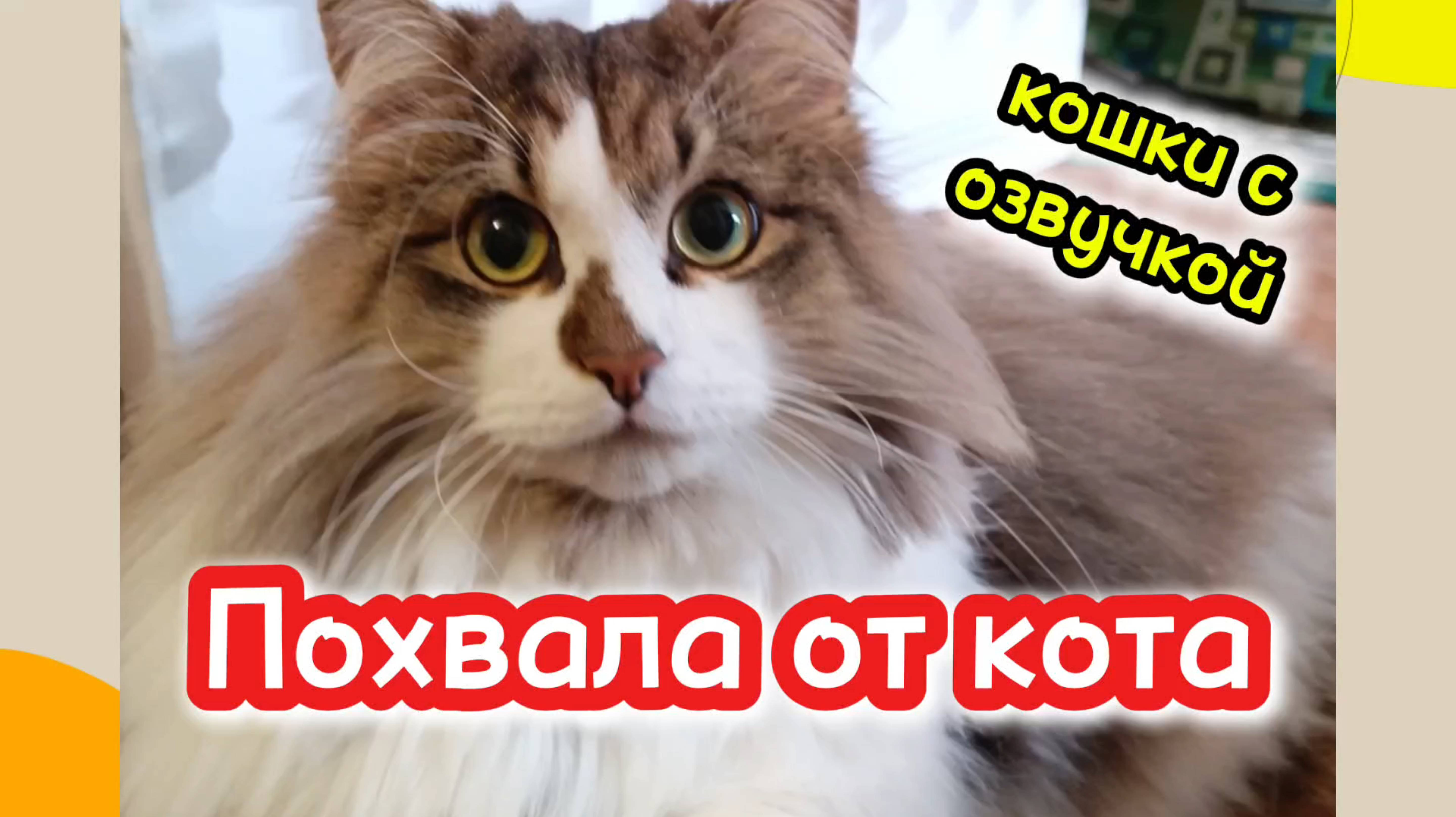 Кошки с озвучкой.