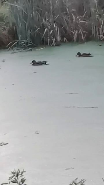 Спящие утки.