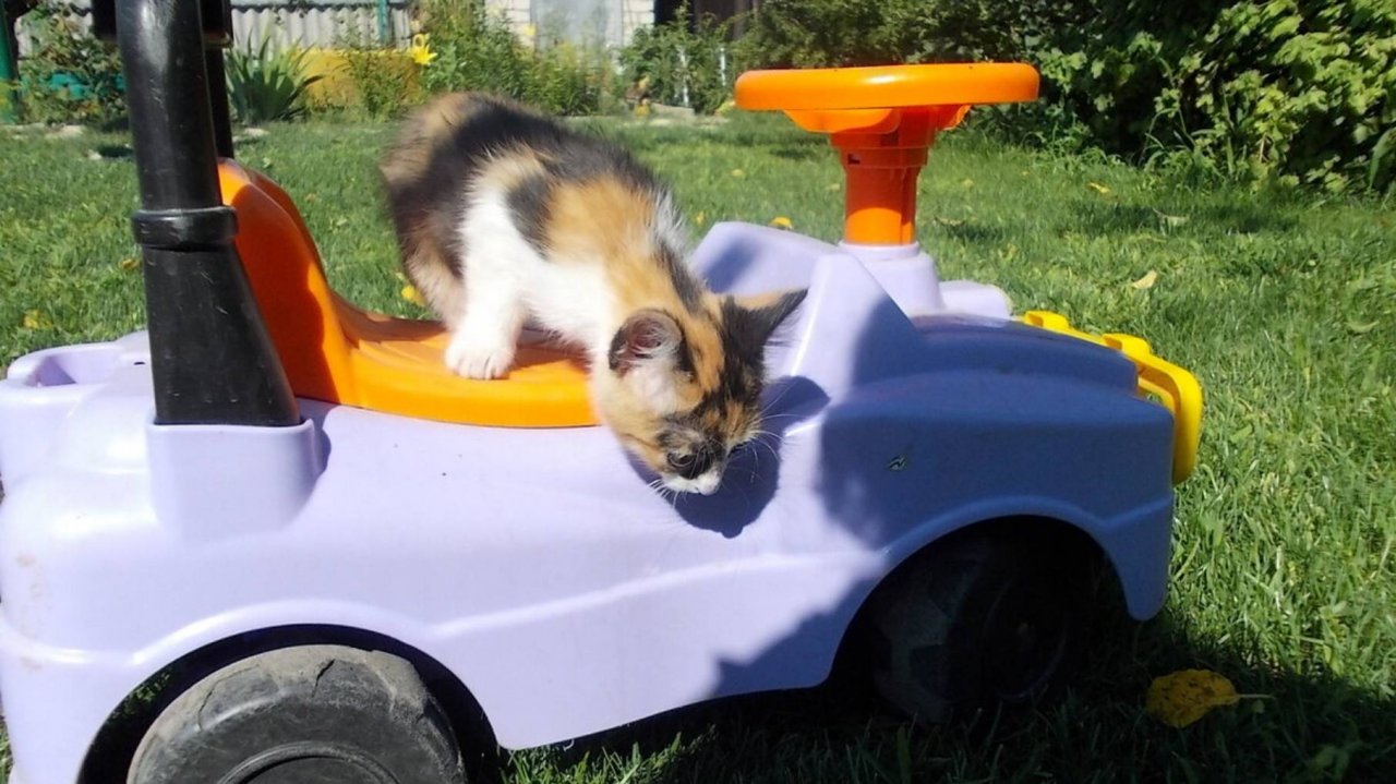 Марина Урусова. Моня Васильевна