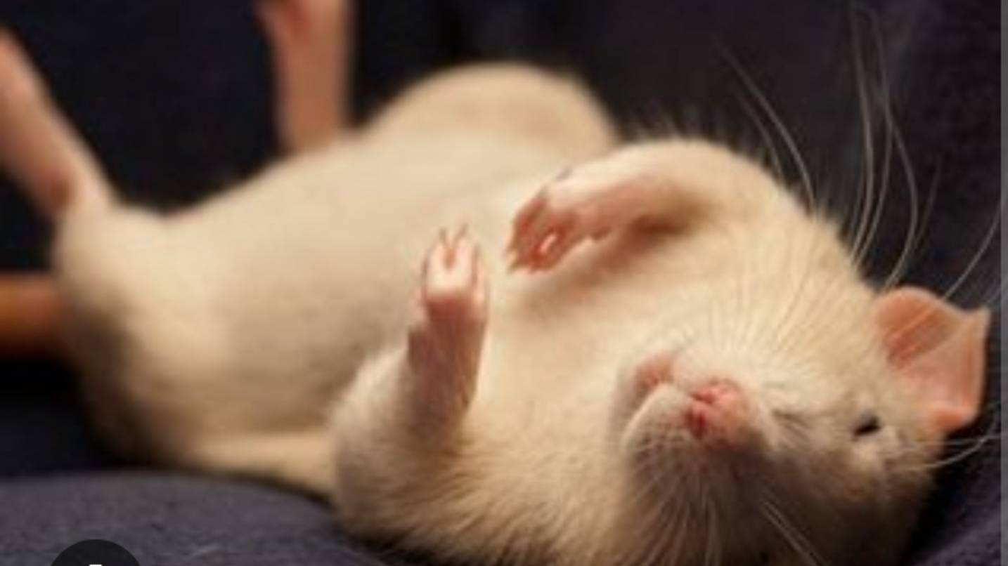 Это одни из моих любимых животных, смонтировала ради актива)