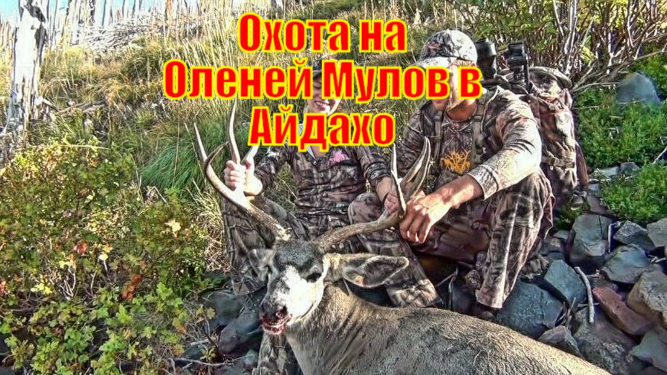 Охота на Оленей Мулов в Айдахо