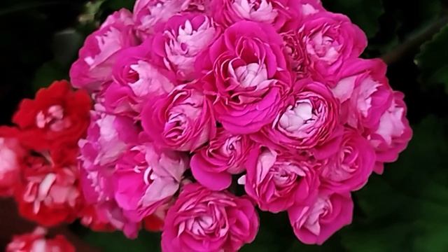 v13*ИВ Сольвейг, розебуды, Ая пеларгонии. 13 сентября.
