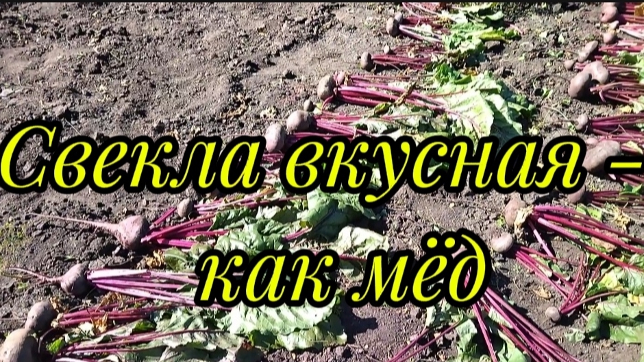 Убираем урожай свёклы.