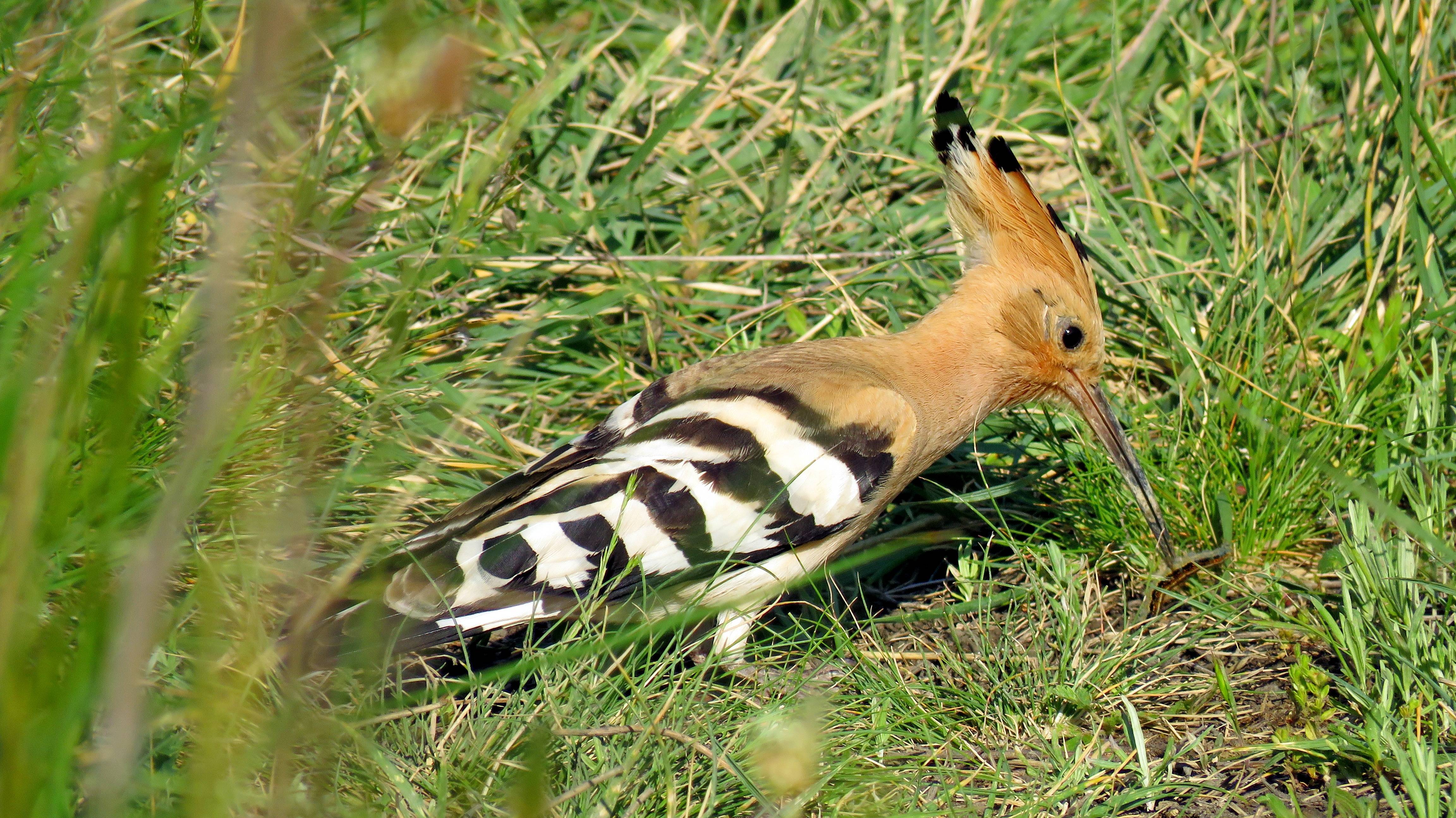 Прогулки с удодом.