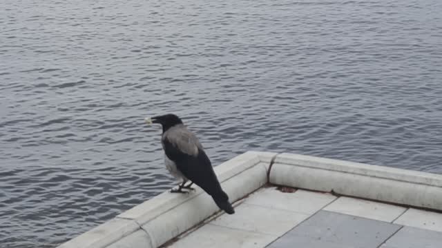 Птички на Финском...