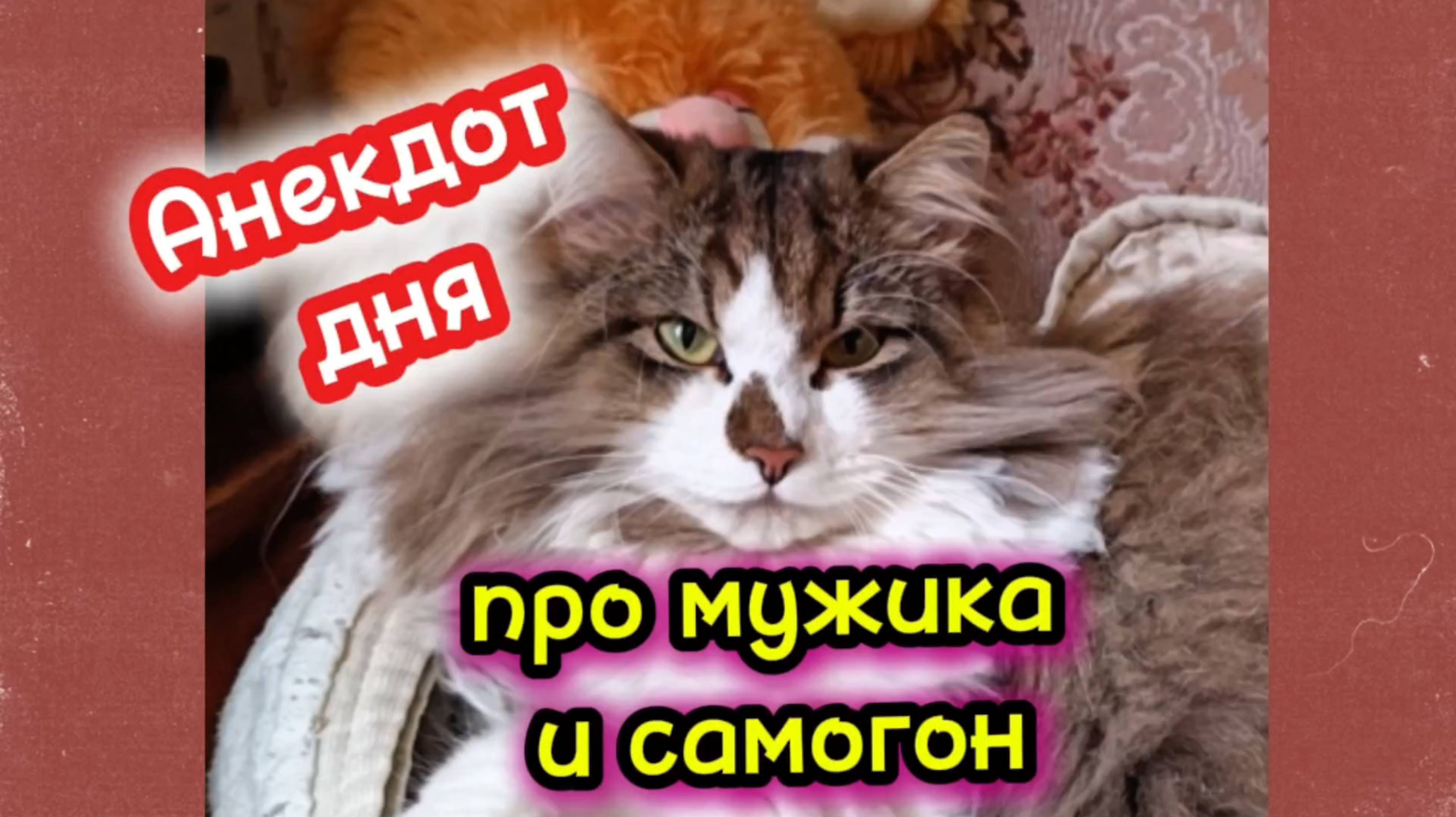 Анекдот дня