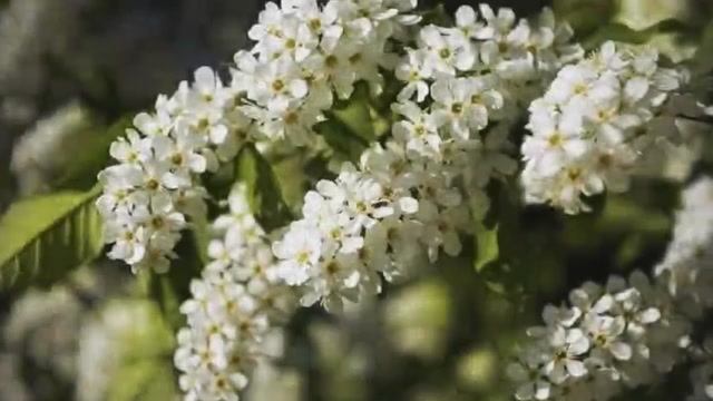 Анна Герман _Белая черёмуха