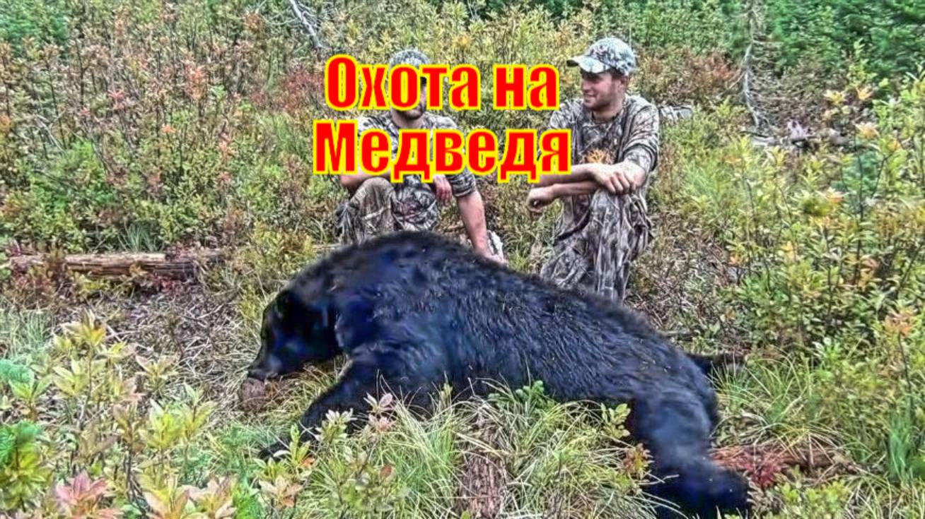 ПРЯМО В ГОЛОВУ!!! Охота на Медведя