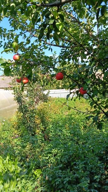 Прививка деревьев. Результат прививки яблони на грушу.