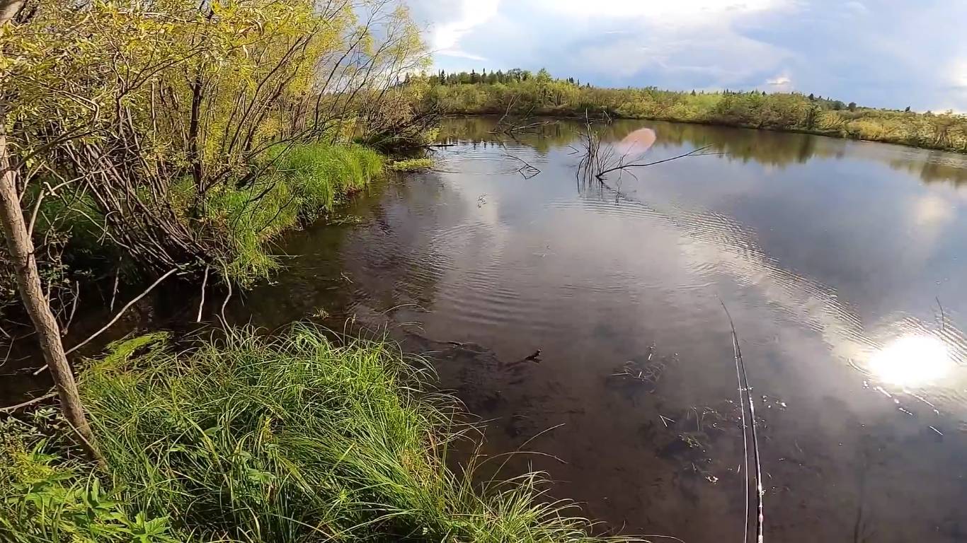 СОРОК ЩУК В ОДНОМ МЕСТЕ.