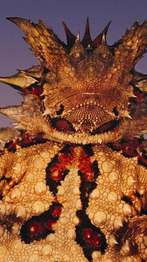 Moloch