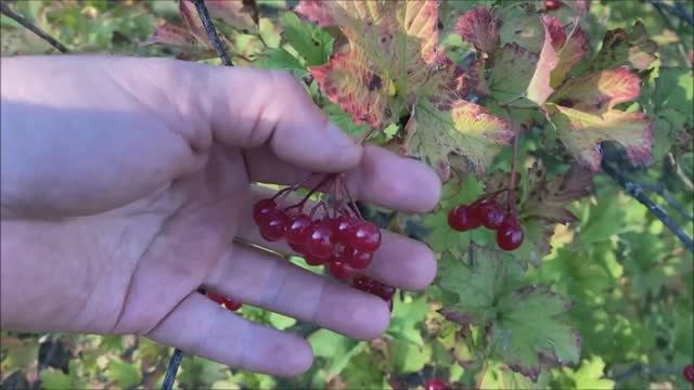 когда и где растёт калина! показываю и объясняю!