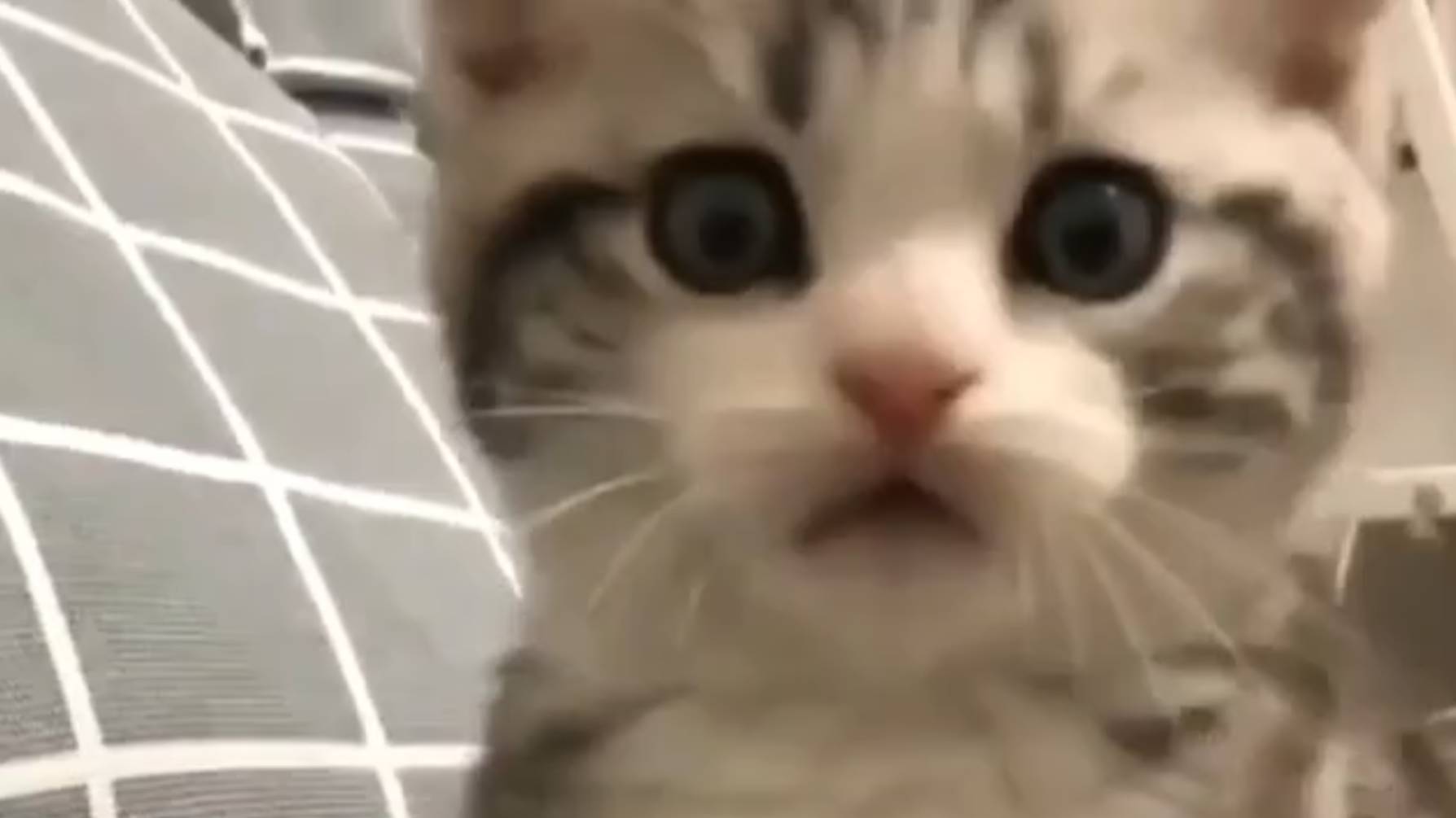 Малюсенький Любопытный Котенок