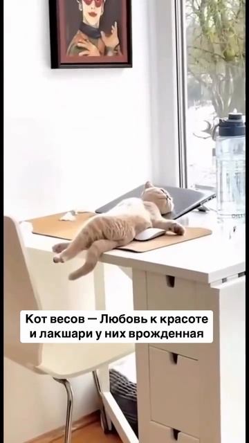Коты разных знаков зодиака