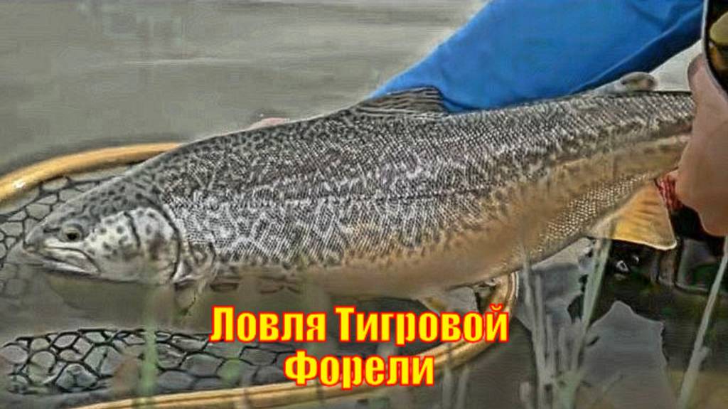 Ловля КРУПНОЙ Тигровой Форели Нахлыстом