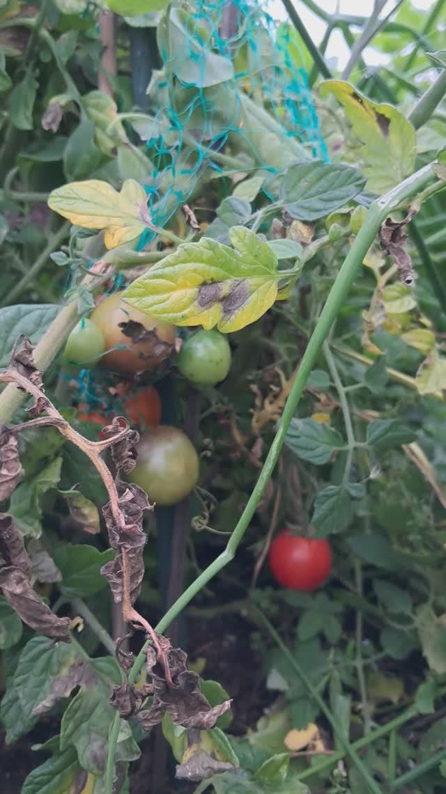 Мой огородик сейчас, есть красные помидорчики