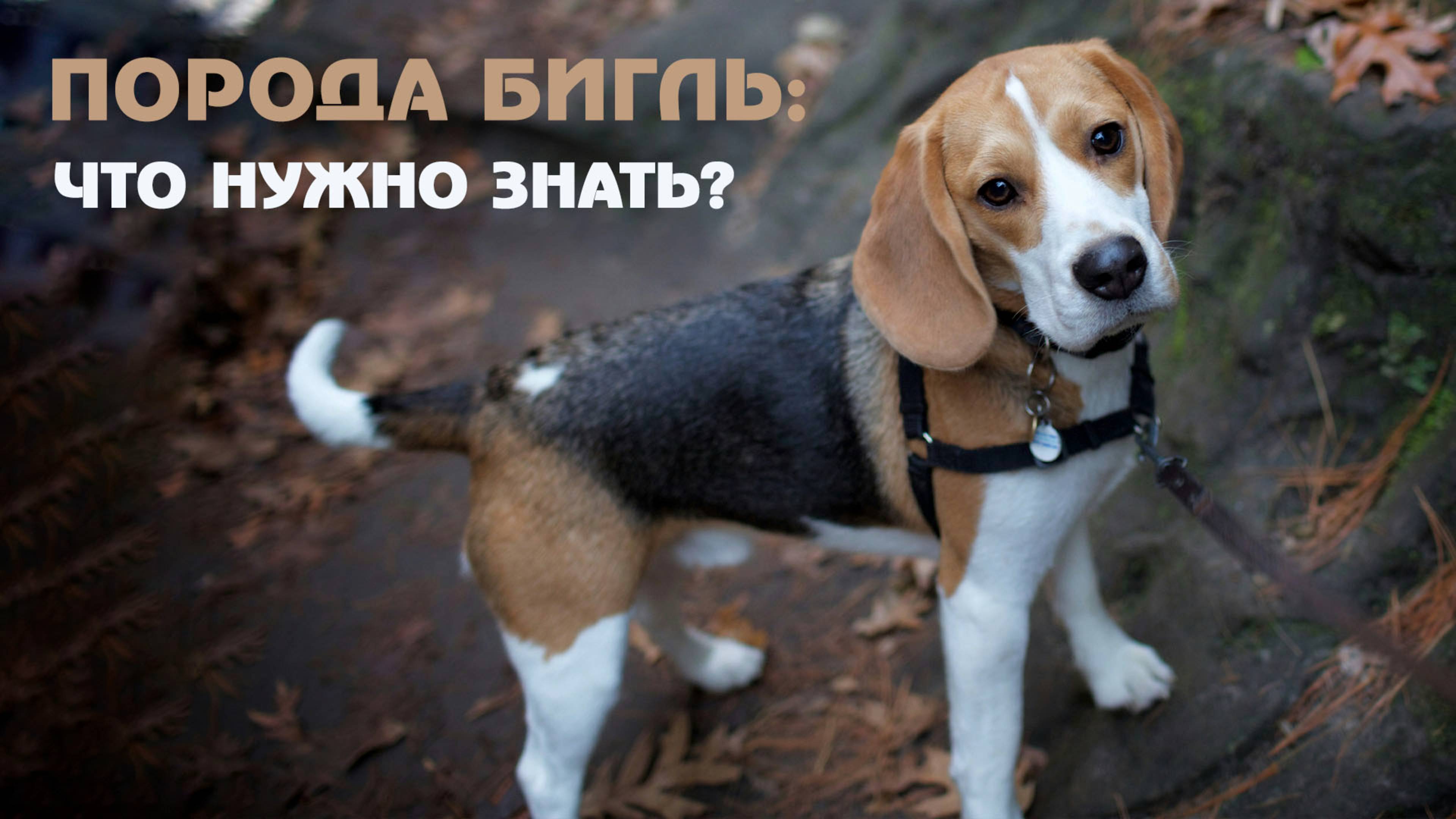 Интересные факты о биглях. В чем секрет породы?
