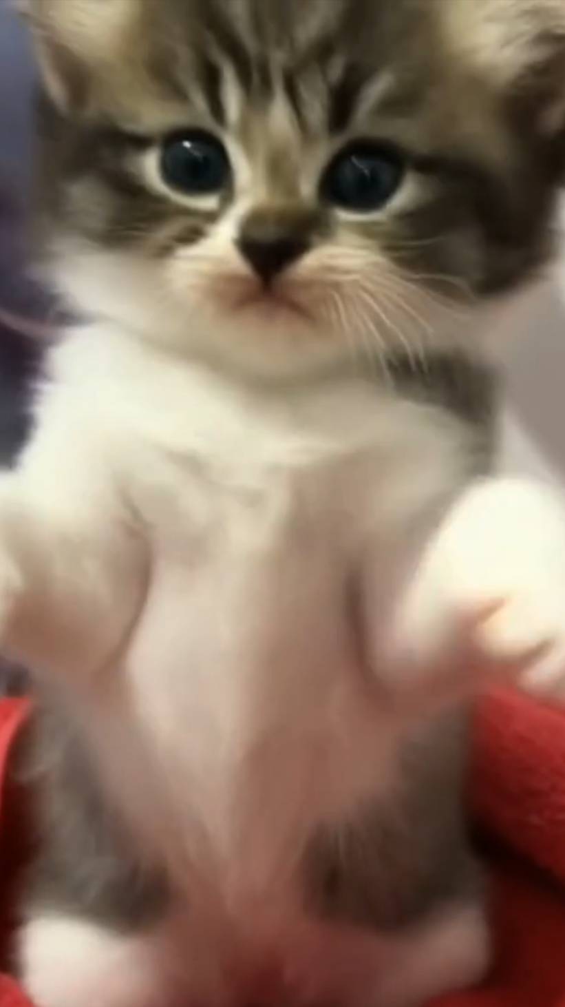 Малюсенький Котенок 😻 #shorts
