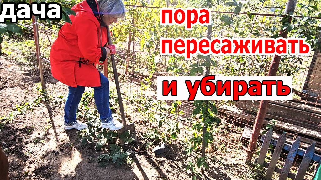 Дача.Вот и пришла пора пересаживать и наводить порядок