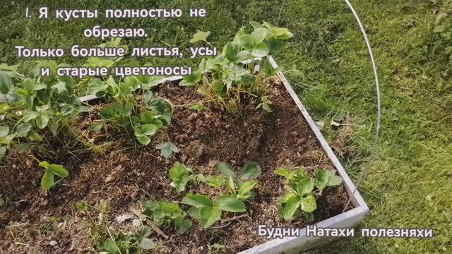 Моя осенняя обработка Клубники! Вы уже начали? Мы почти закончили!