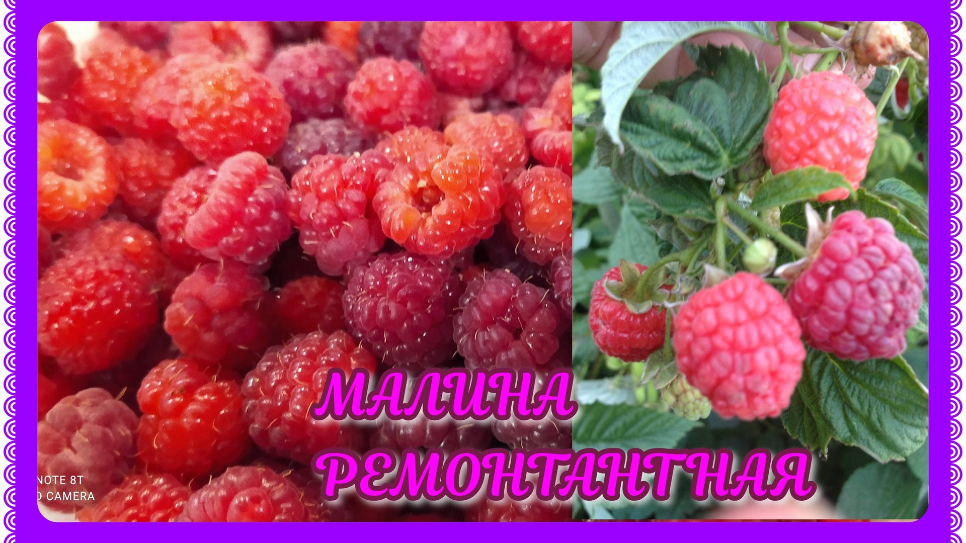 Всё не решалась посадить! Прекрасное лакомство на осень!