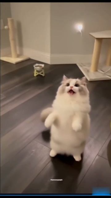 Игручий котёнок 😺🎲 #shorts