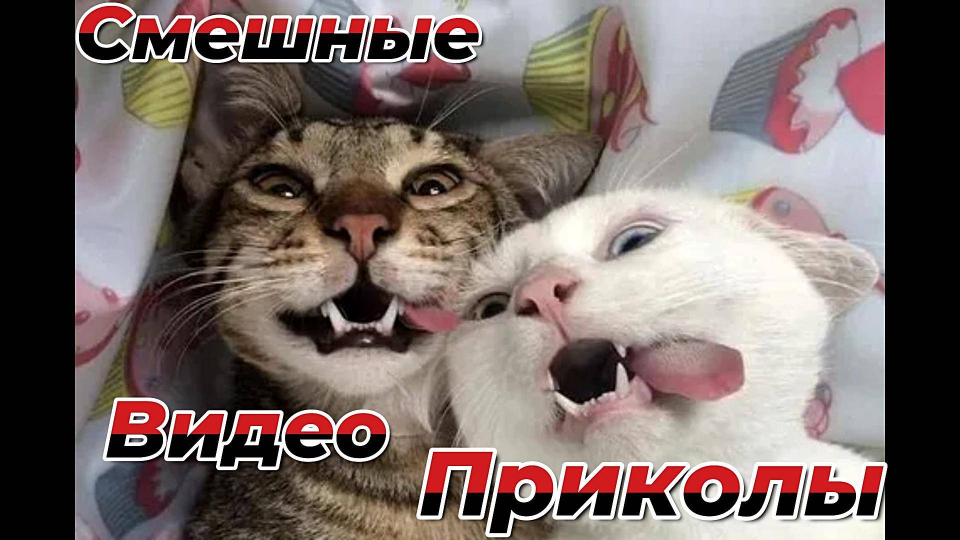 Самые смешные видео приколы|Юмор и Приколы